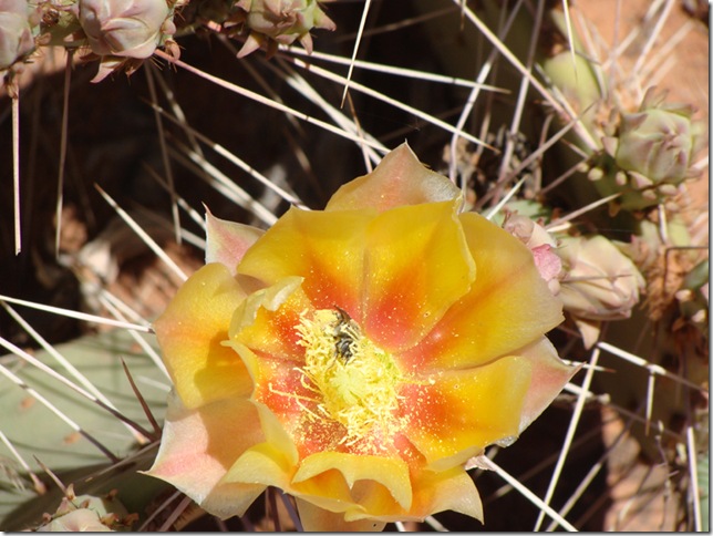 Art in Napa Valley: Trip Through Sedona ~ Springtime in the Desert